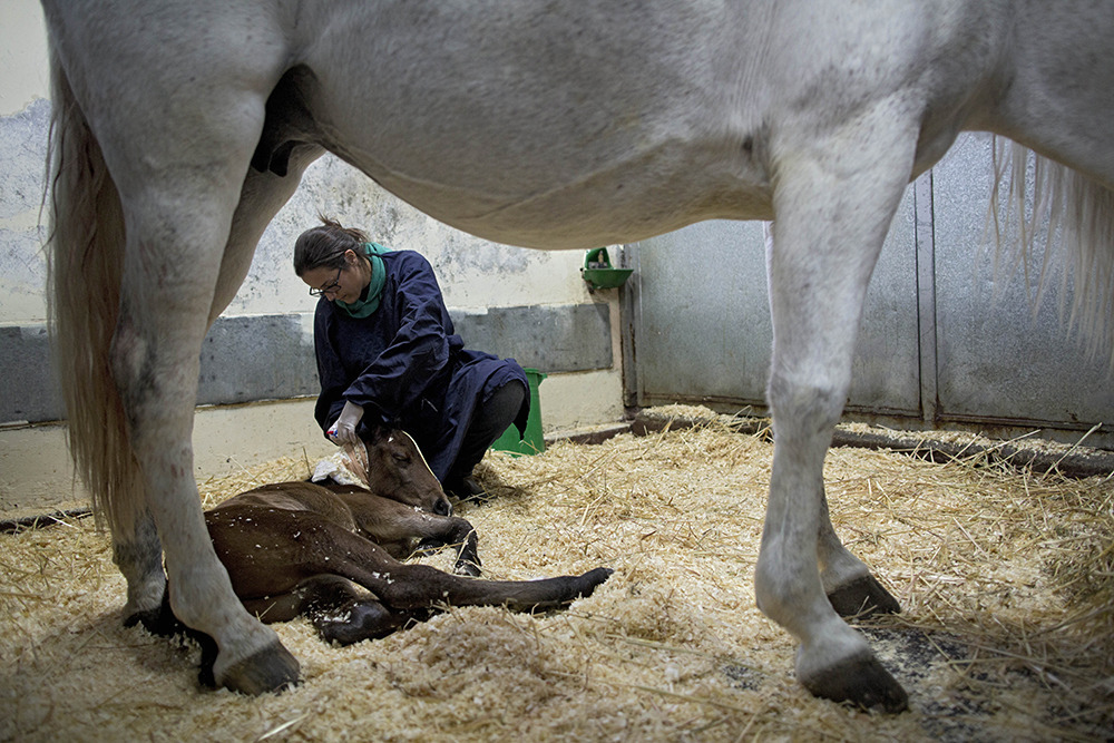 Horse Doctor | God's World News