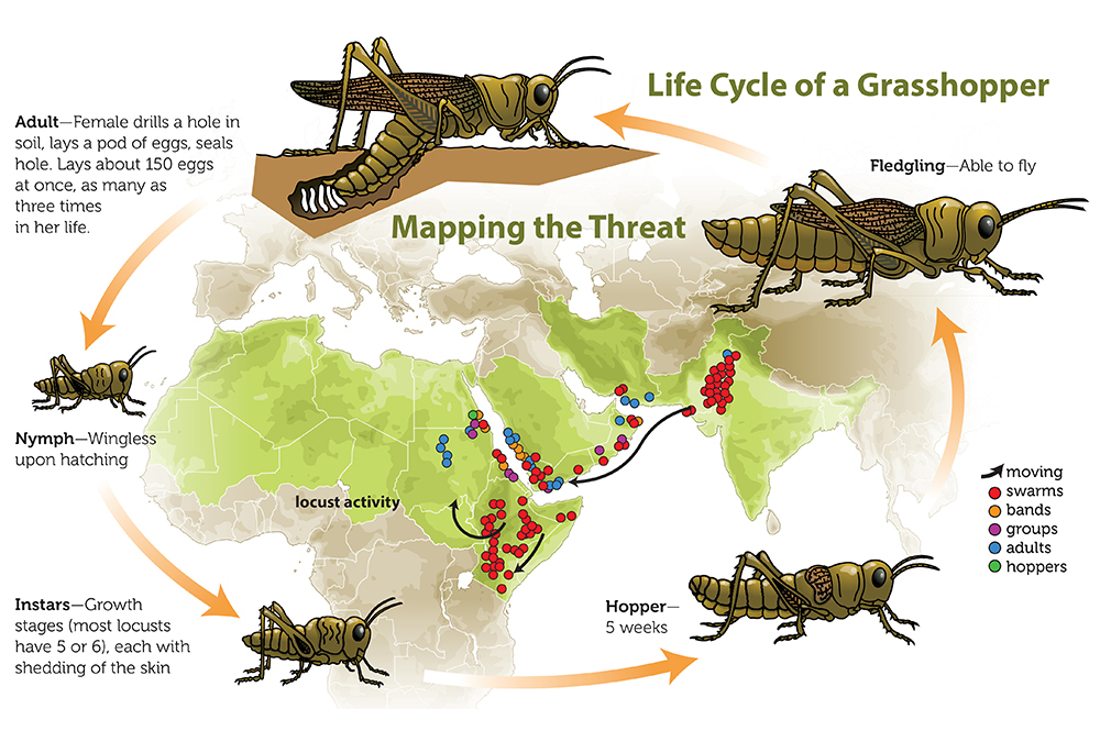 Locusts: Grasshoppers with Attitude | God's World News