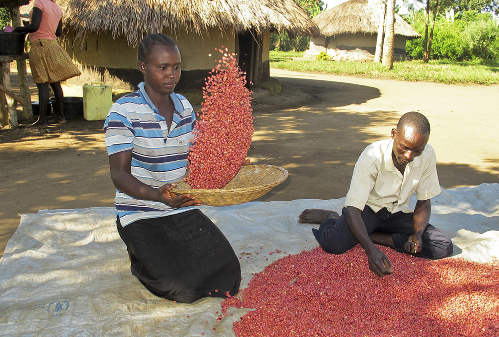 A Hill of (Ugandan) Beans | God's World News