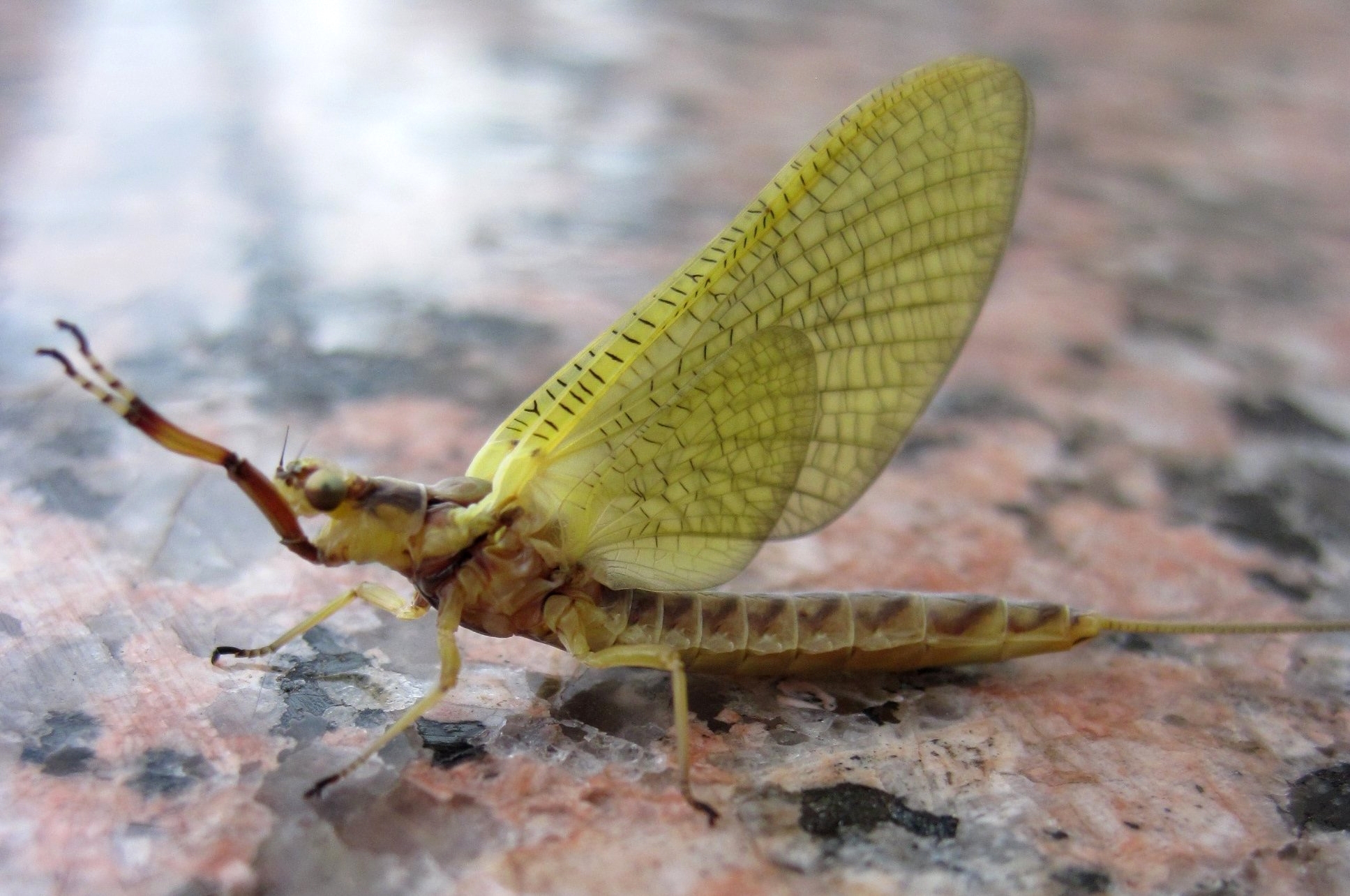 Bugs on Radar | God's World News