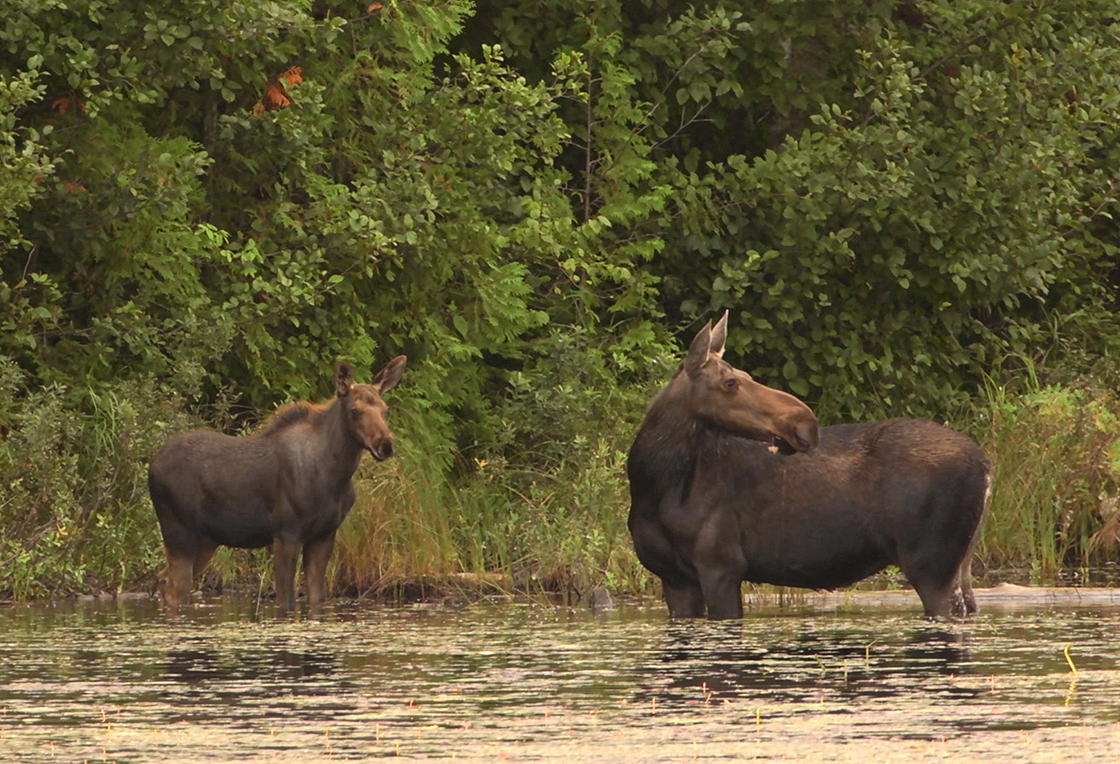 Wolf Management at Isle Royale | God's World News