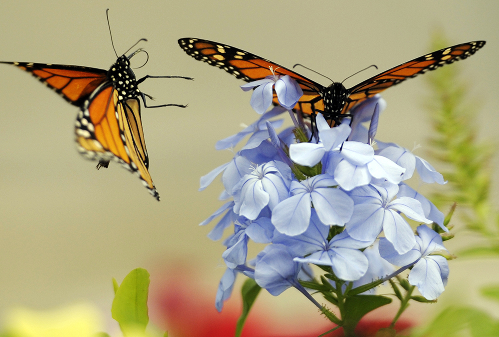 Monarchs in Trouble | God's World News