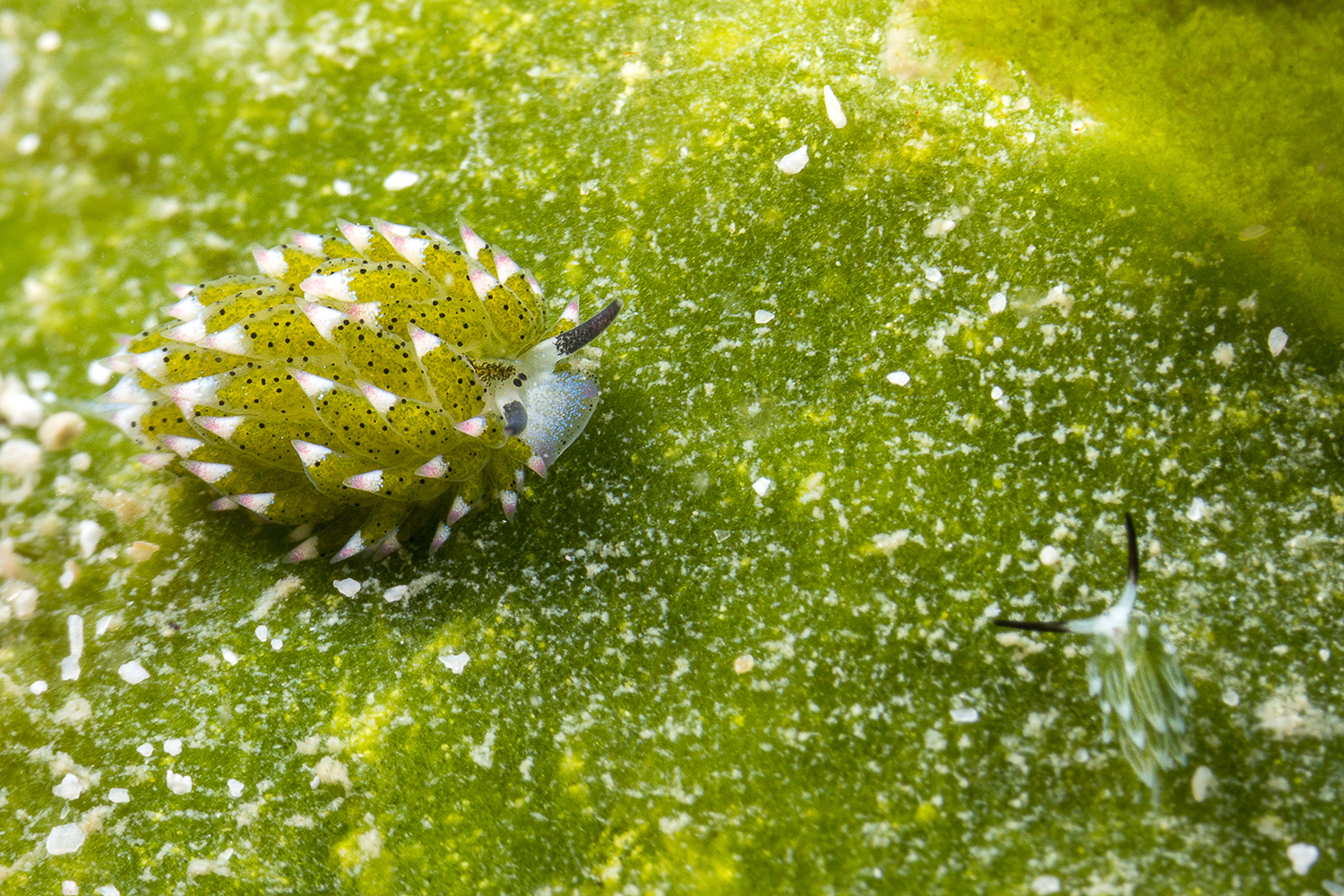 This sea slug acts like a plant. | God's World News