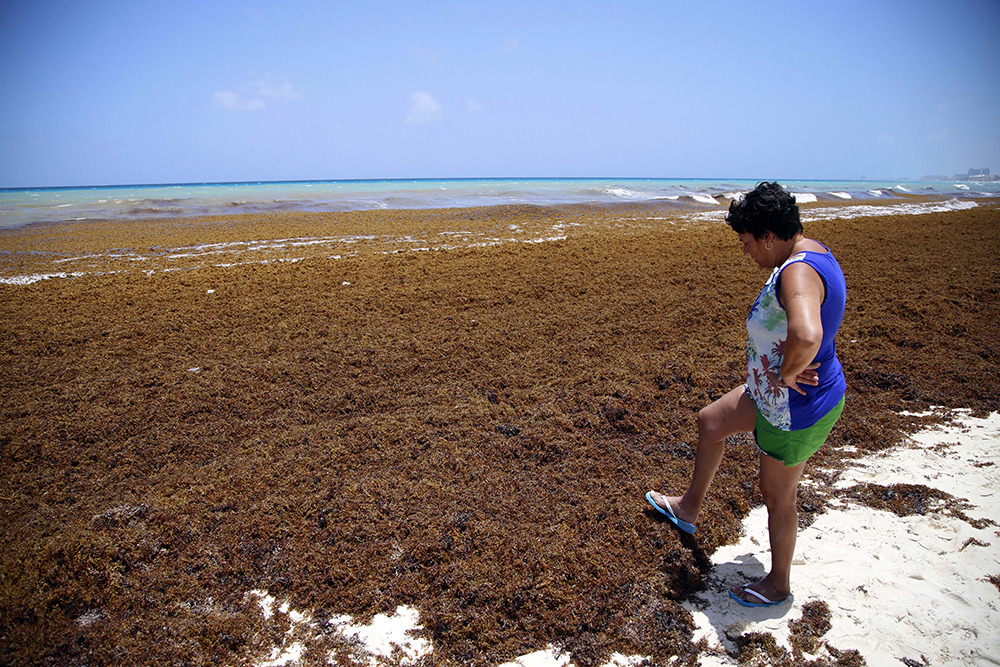 Seaweed Invasion! | God's World News