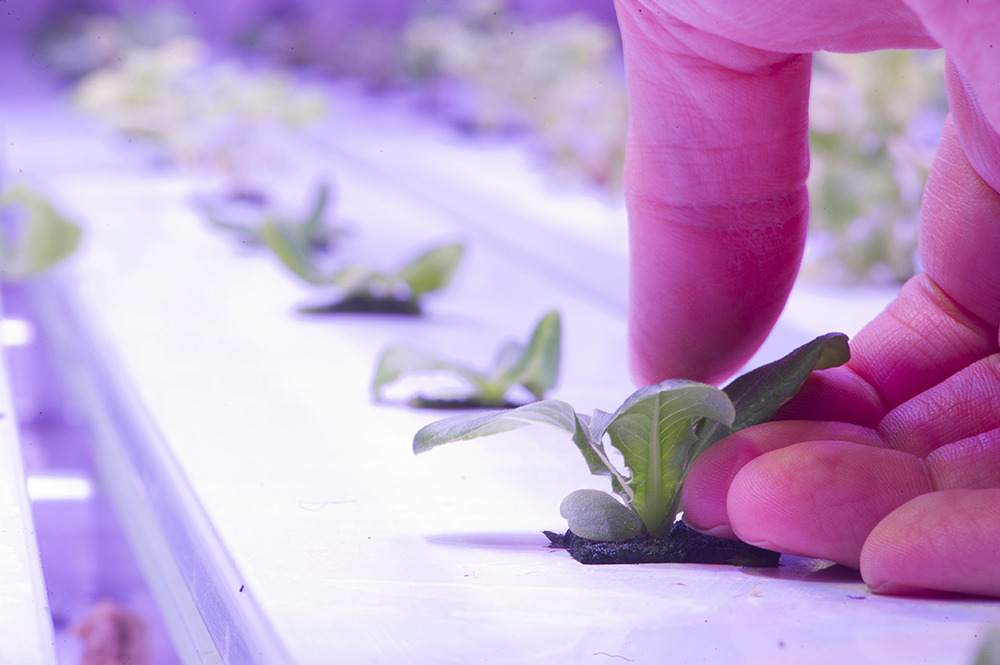 Year-Round Arctic Farming | God's World News