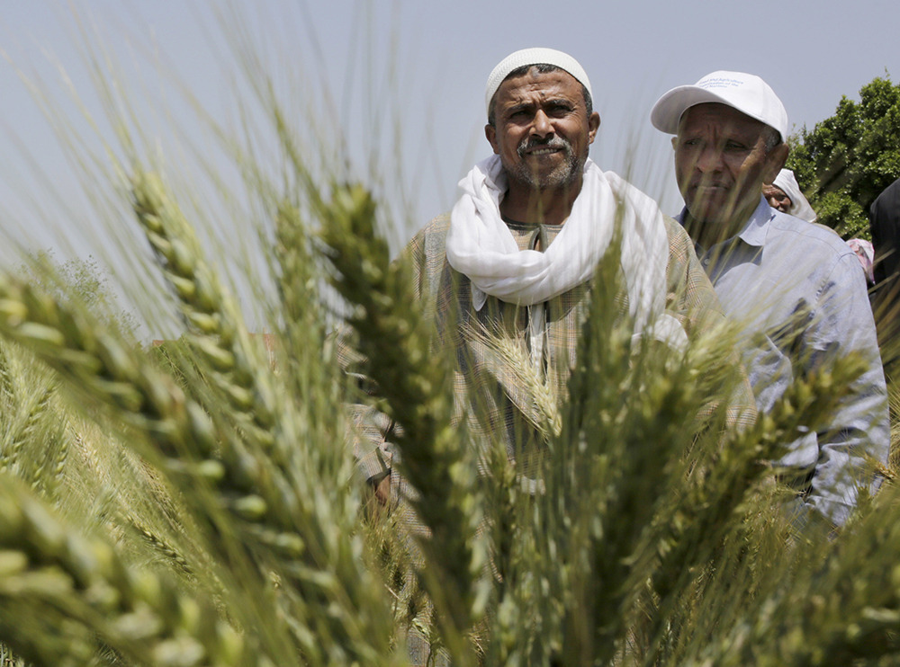 Raising Egypt’s Wheat To Save Water | God's World News