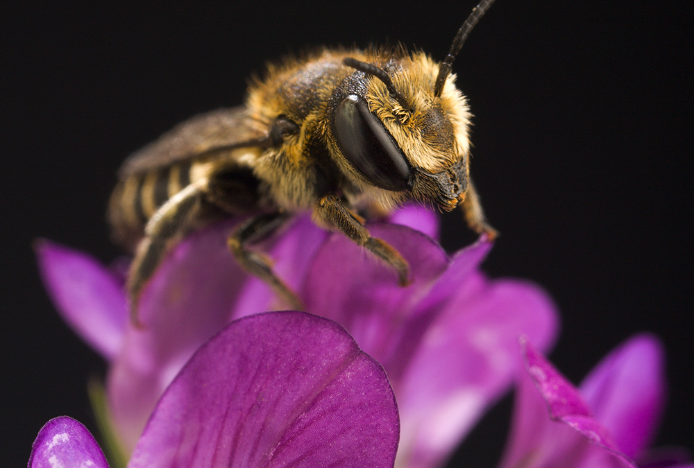 Leafcutter Bees Serve Farms | God's World News