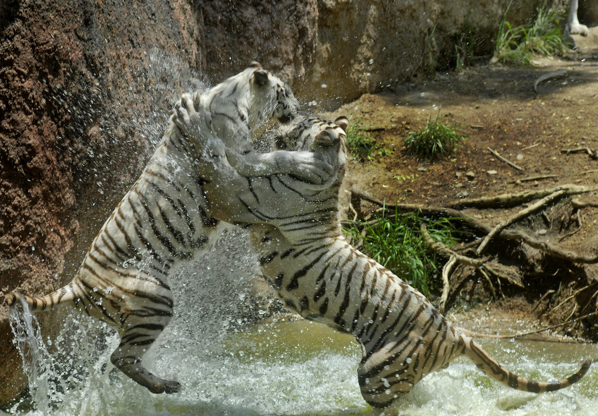 Three cheers for more tigers! | God's World News