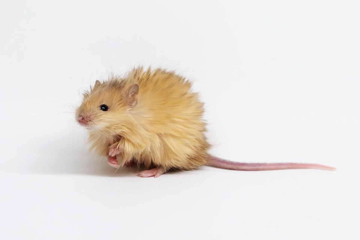 Meet the woolly mice. | God's World News