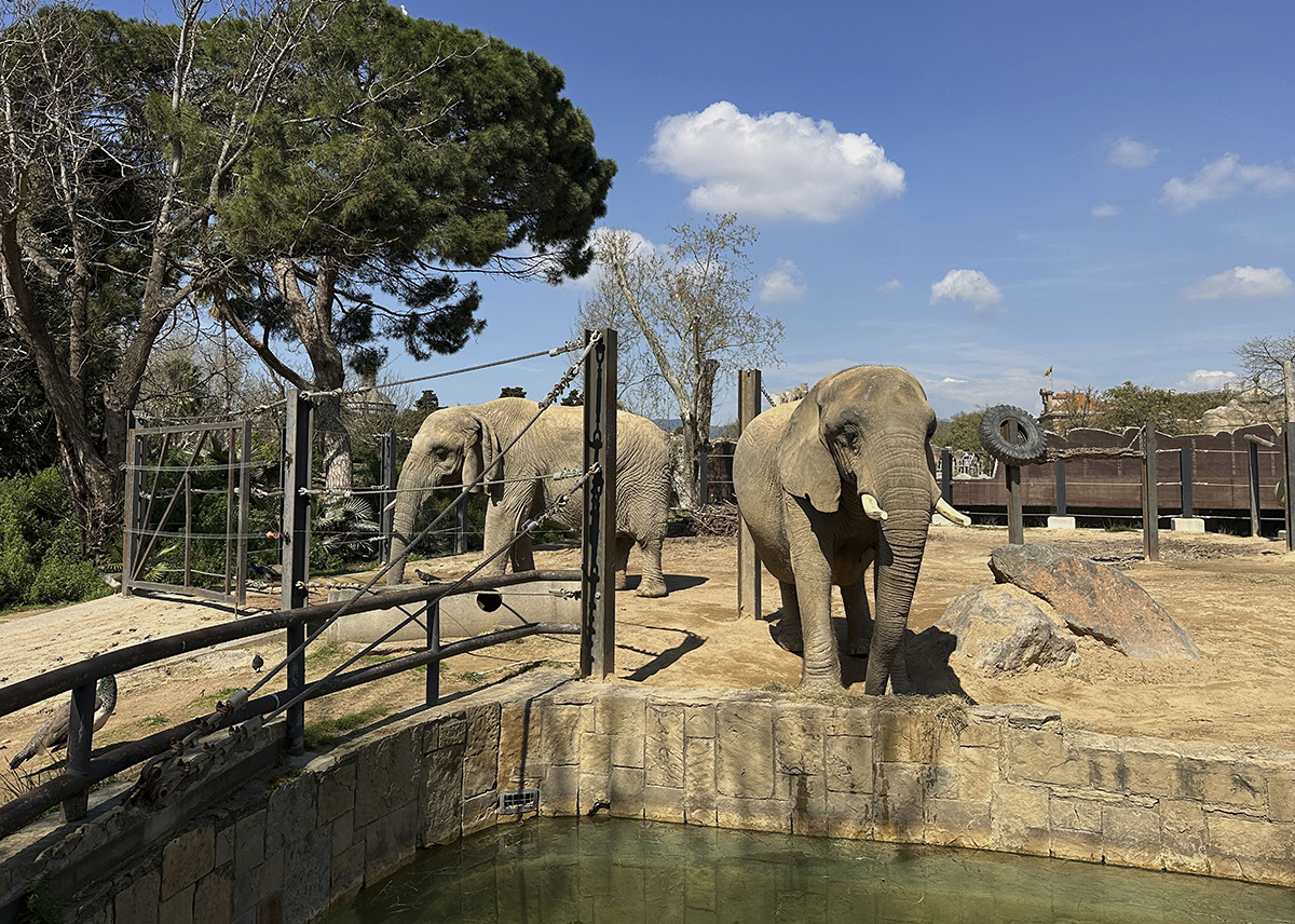 Assisted Living for Elephants | God's World News