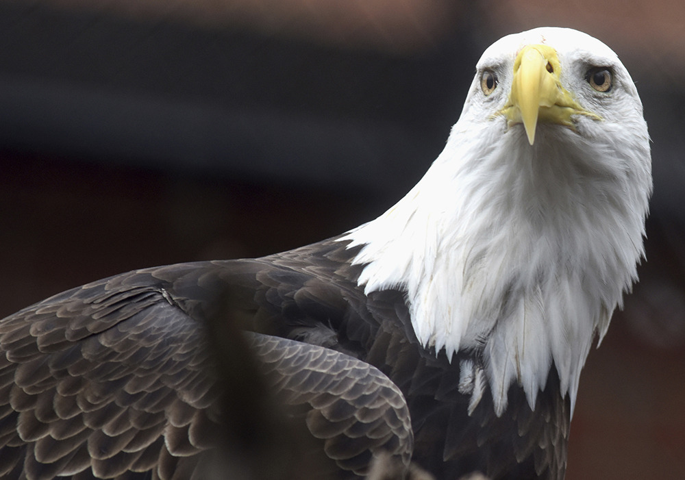 Bold Eagles | God's World News