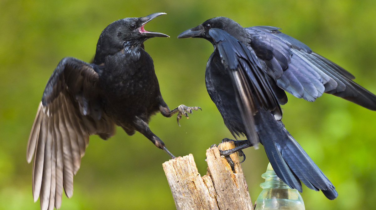 Smart Crows Spot the Differences | God's World News