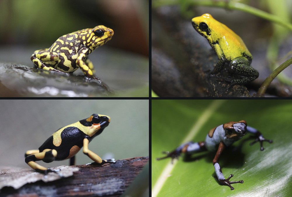 Raising Frogs | God's World News