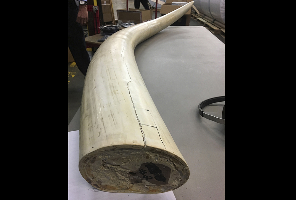 What Is Ivory? | God's World News