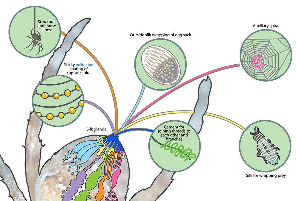 Secrets of Spider Silk | God's World News