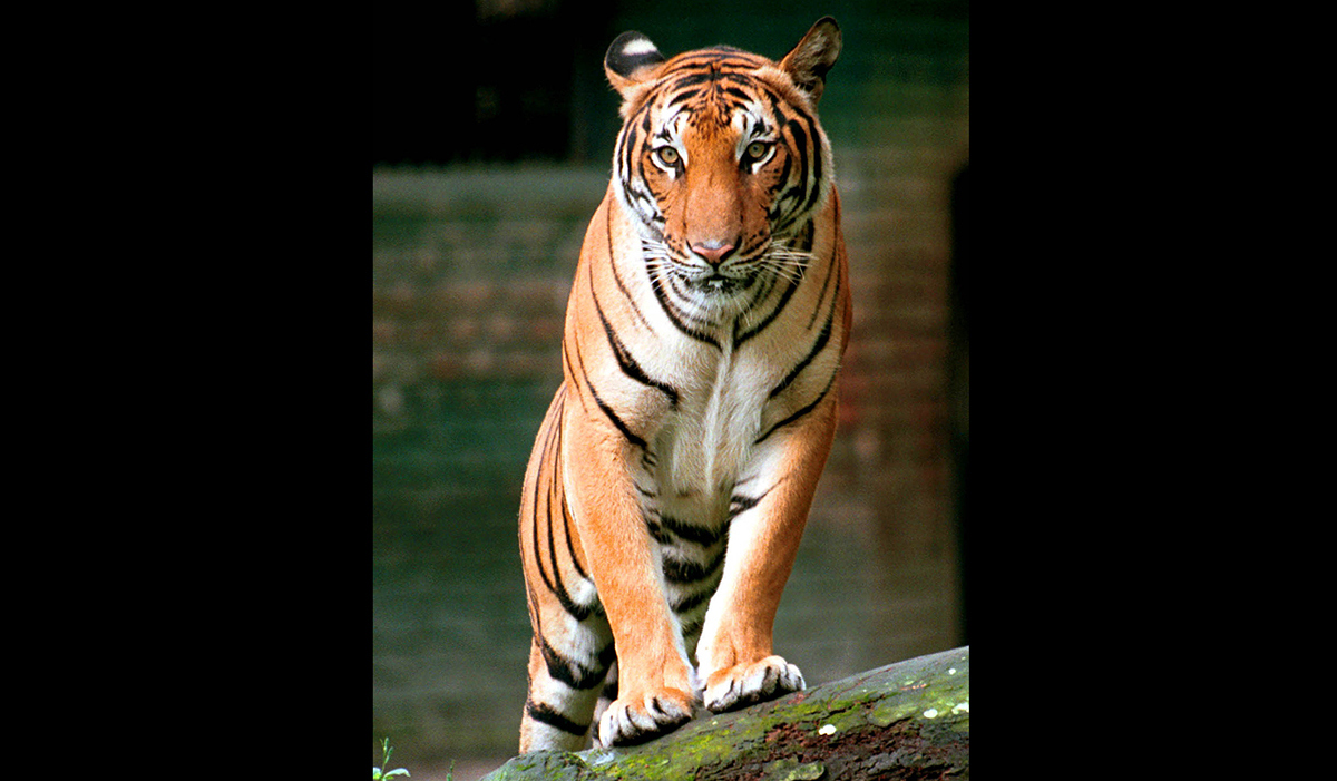 Take the Tiger Tour | God's World News