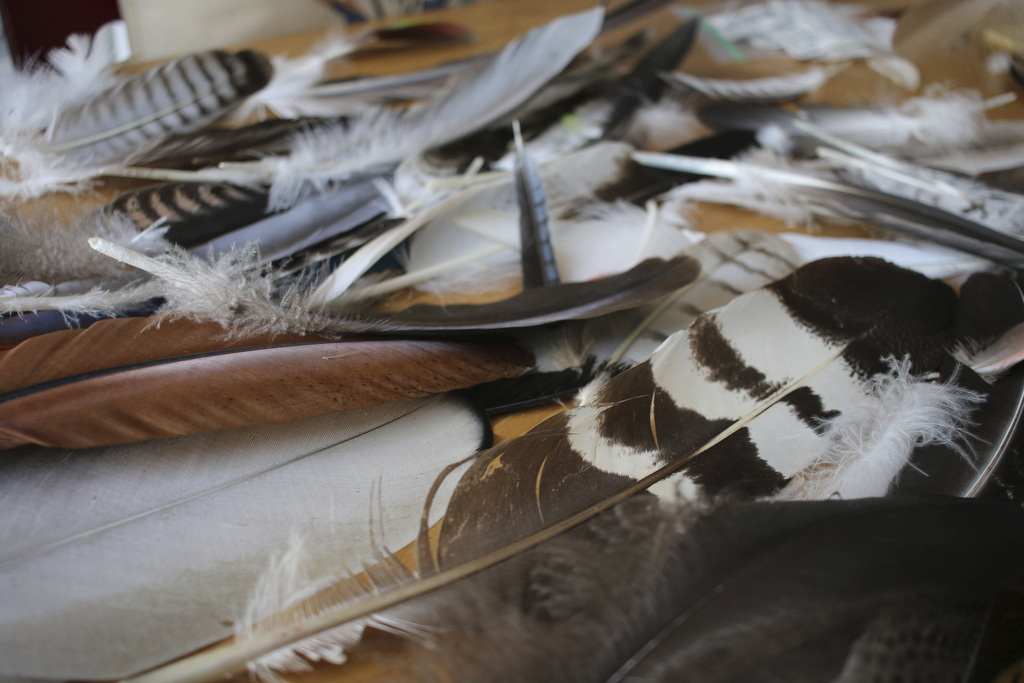 Brilliant Feathers | God's World News