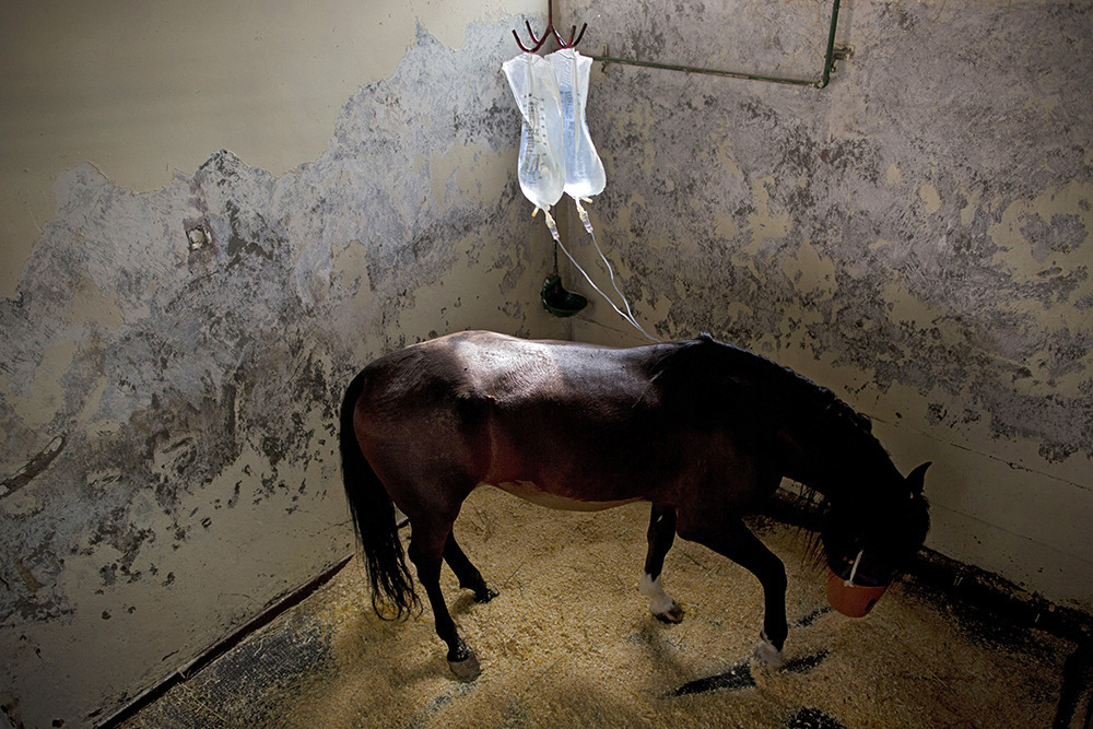 Horse Doctor | God's World News