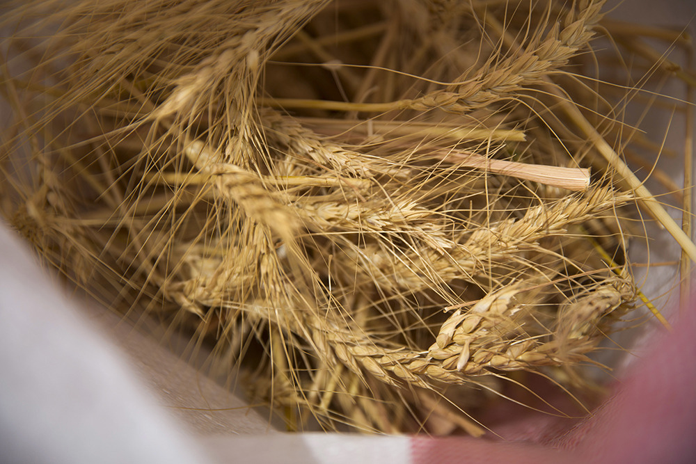 Israel’s Guarded Wheat | God's World News