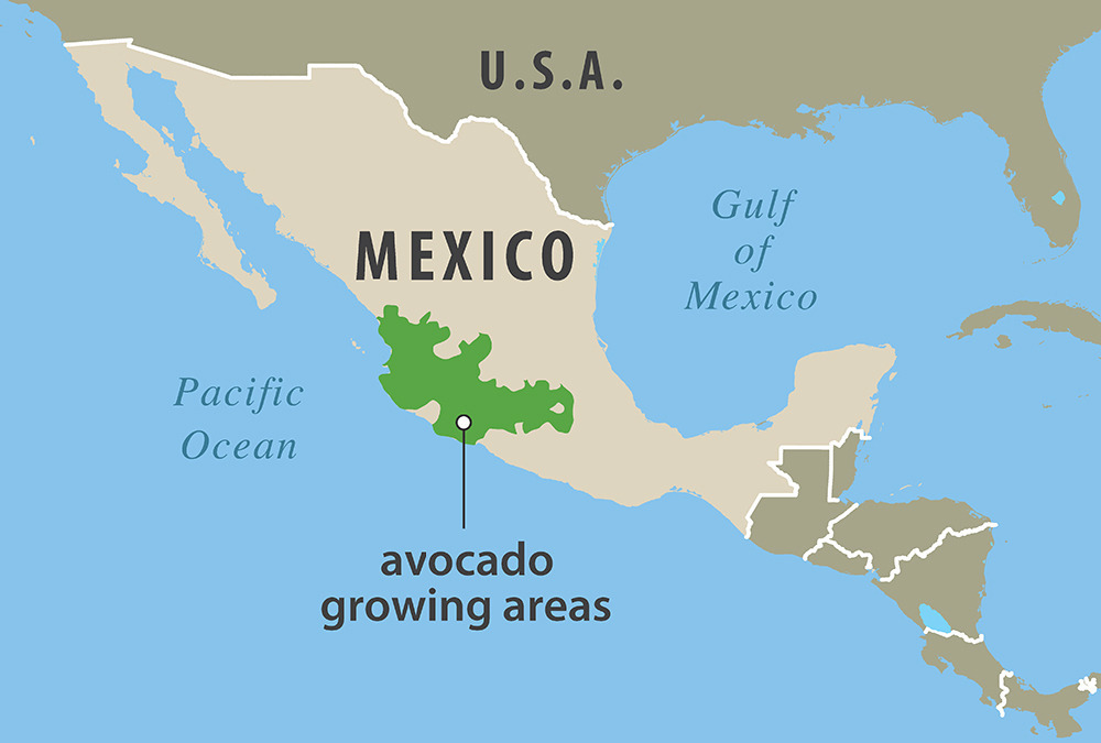 Avocado Orchards Replacing Forests in Mexico | God's World News