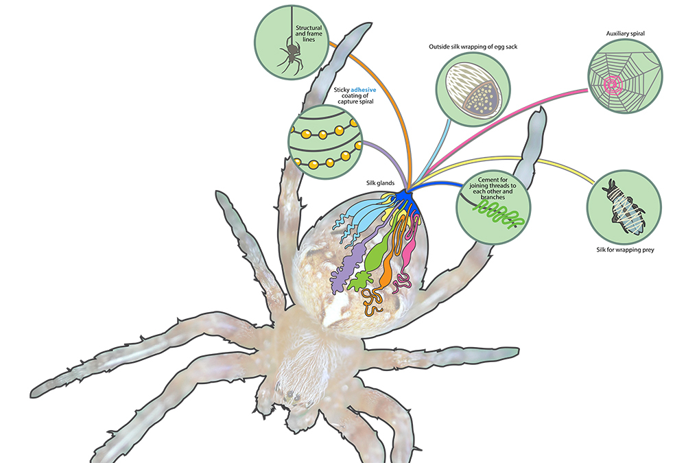Secrets of Spider Silk | God's World News