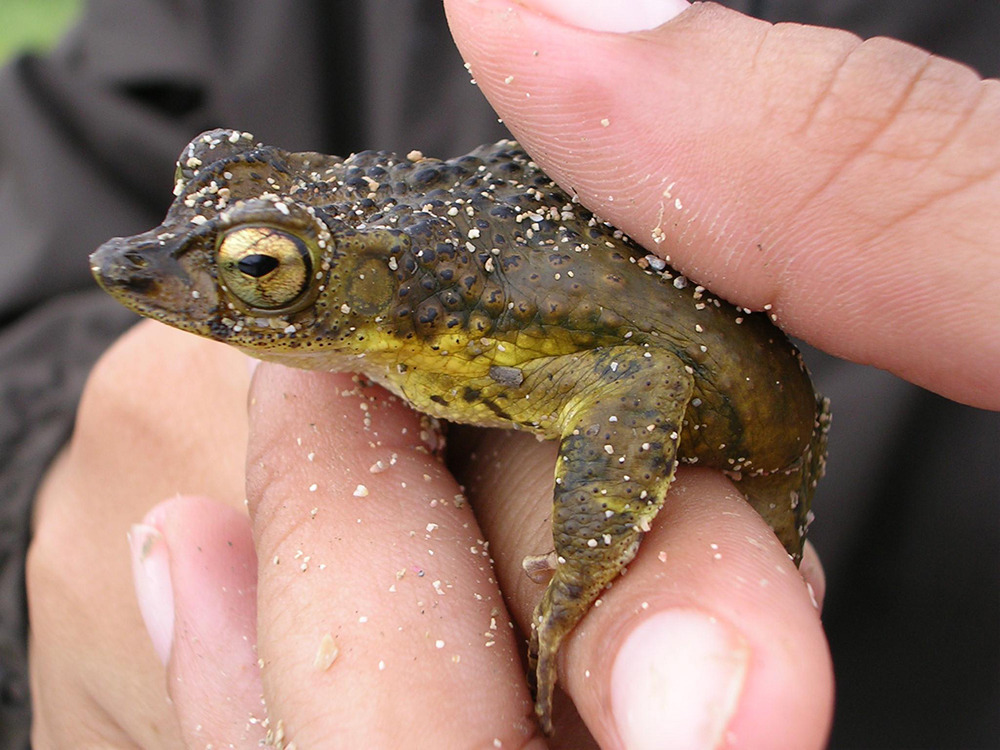 Puerto Rican Native Toads Make Comeback | God's World News