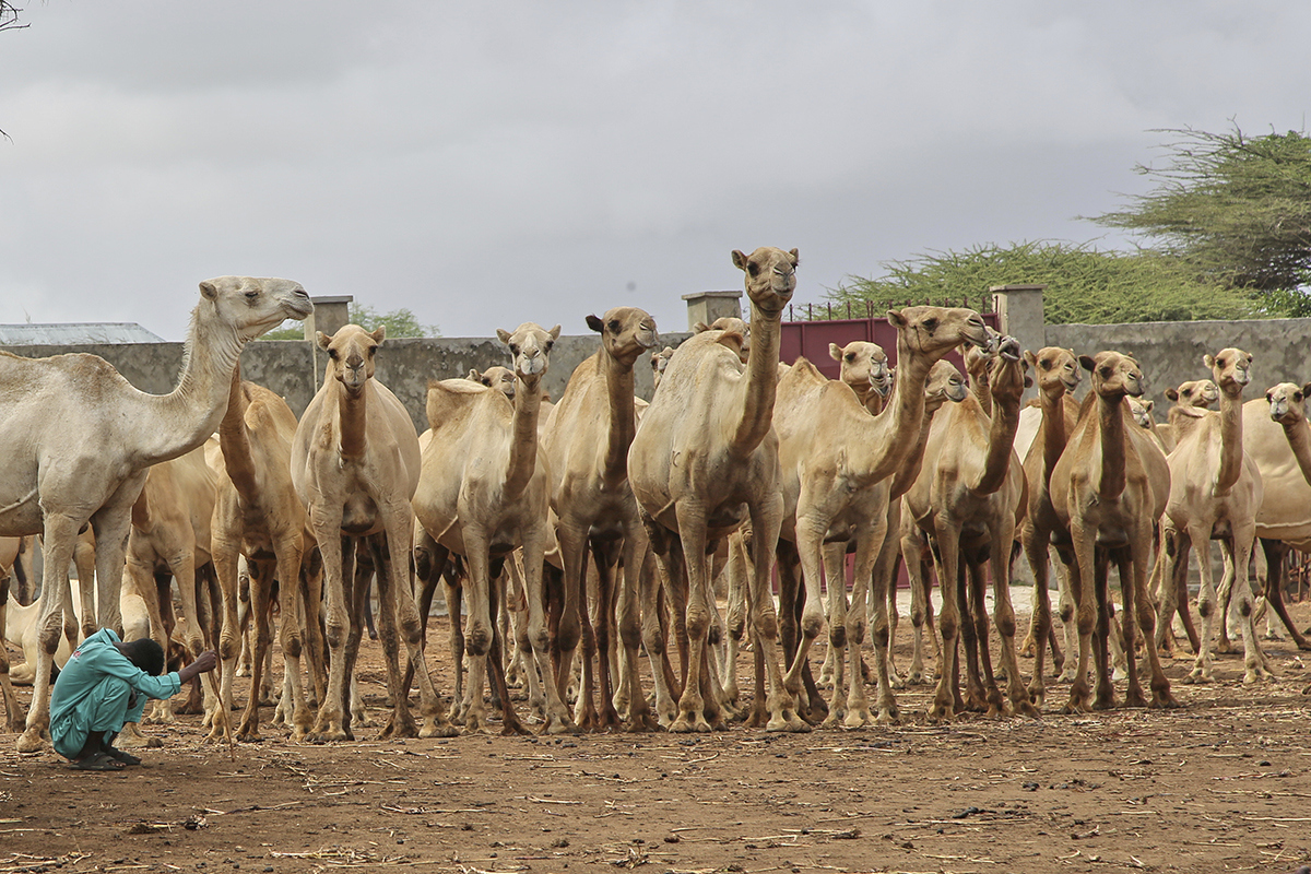 Got Camel Milk? | God's World News