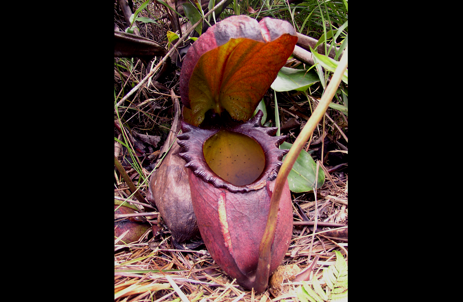 Meet the Meat-Eaters | God's World News