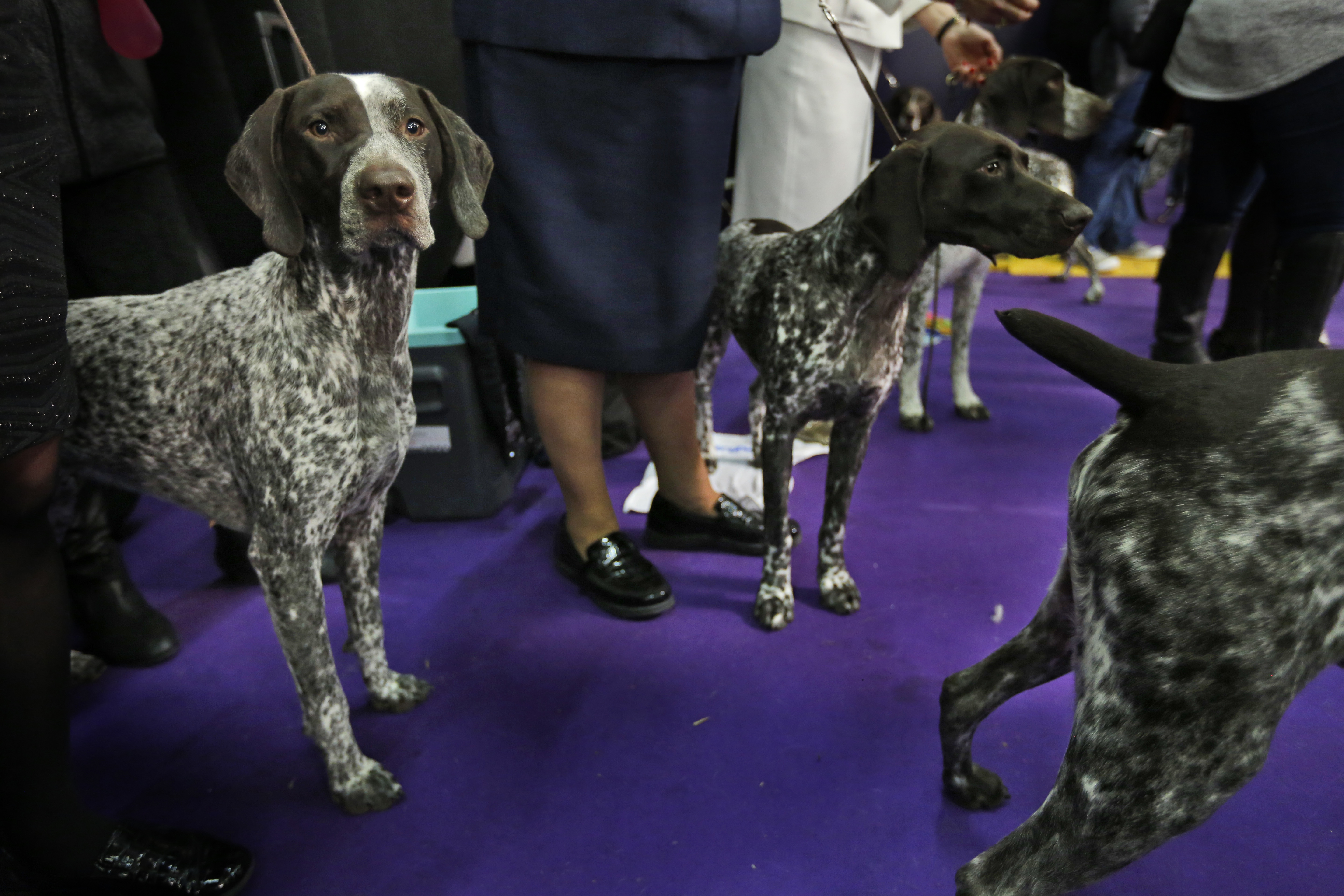 Top Dogs | God's World News