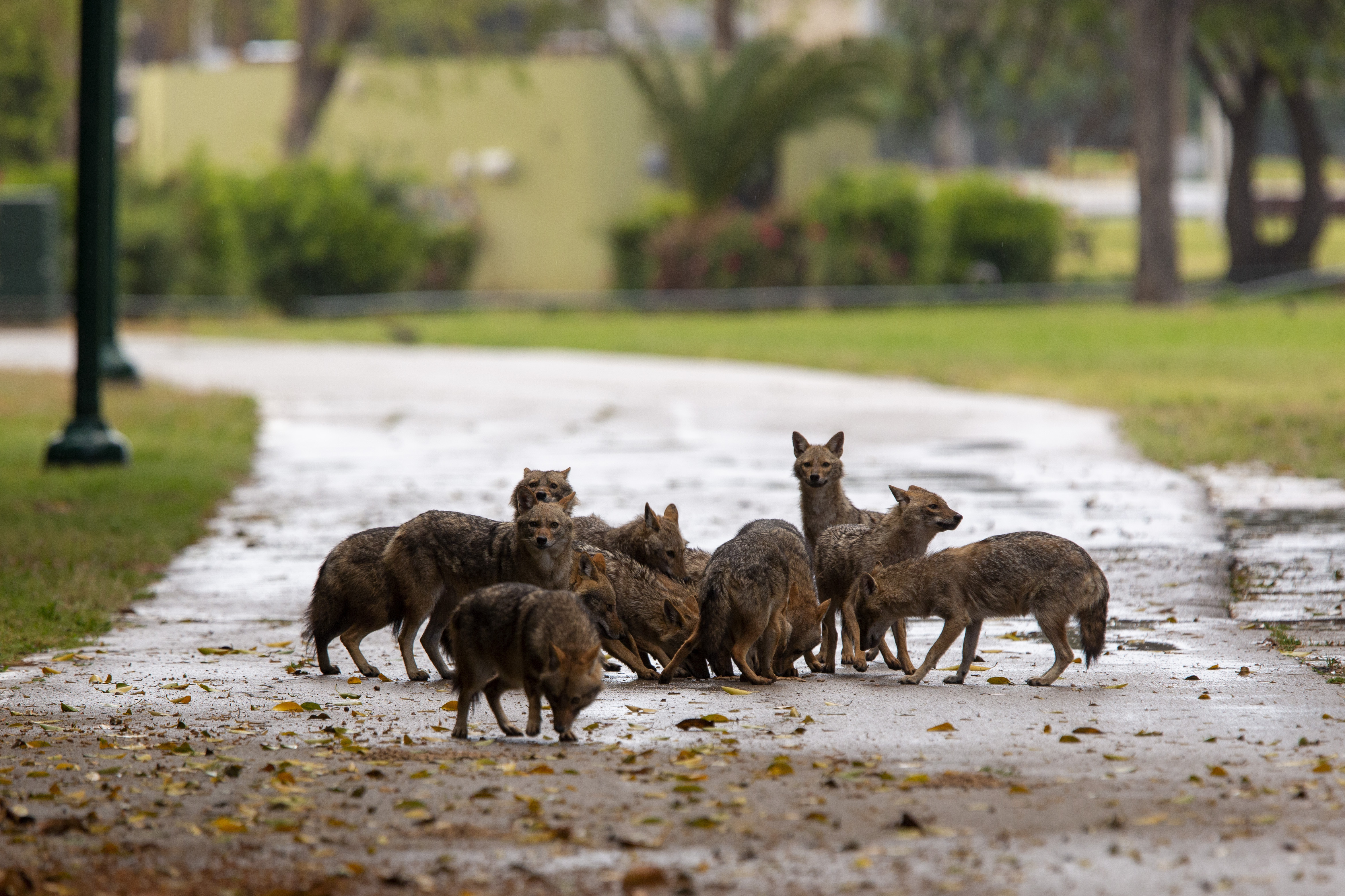 Israel: Drones & Jackals | God's World News