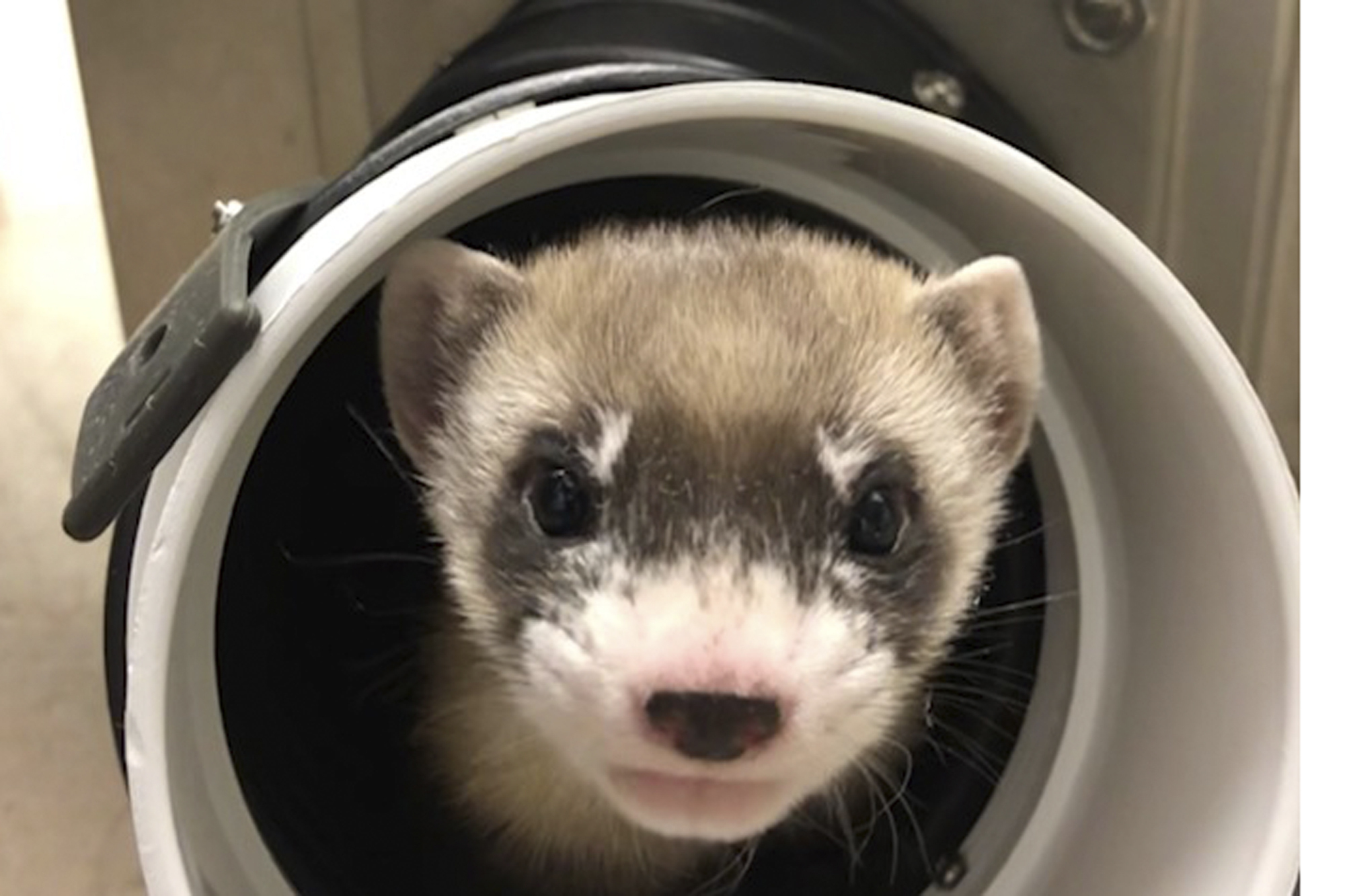 Cloned Endangered Ferret | God's World News