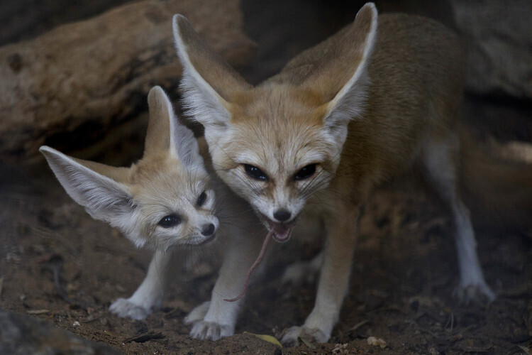Four Fennecs | God's World News