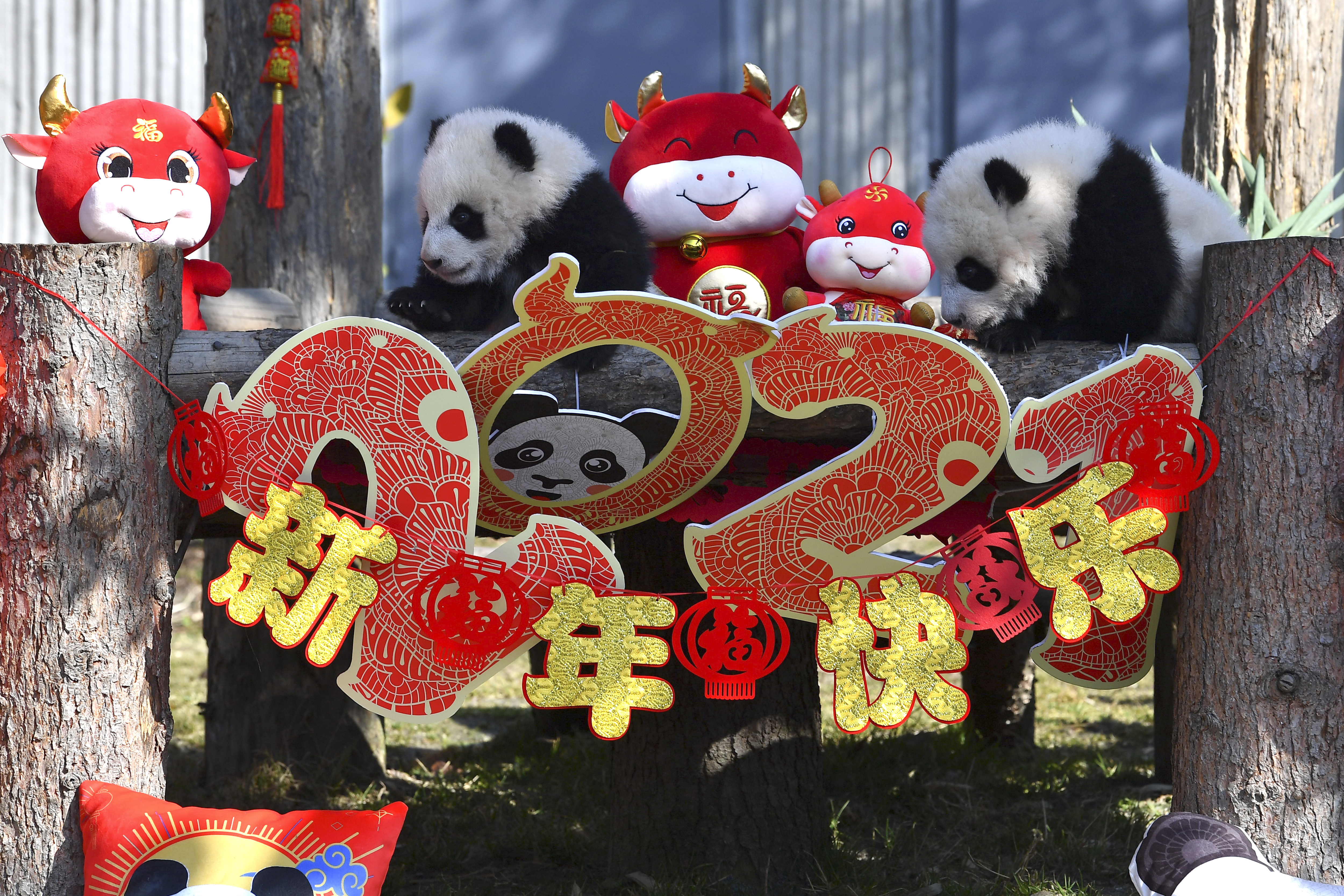 Ten Fuzzy Panda Cubs | God's World News