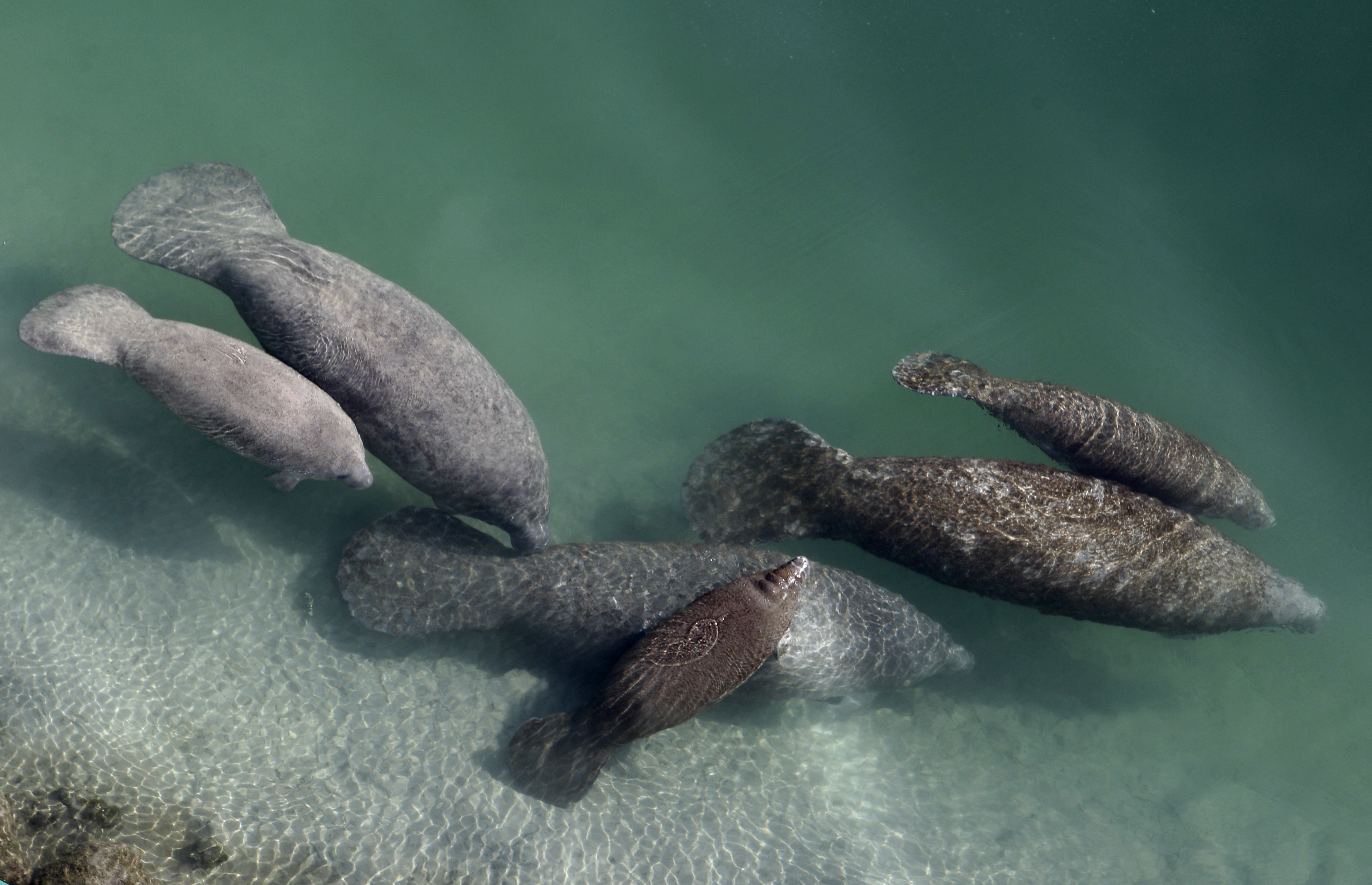Feeding Florida Manatees | God's World News