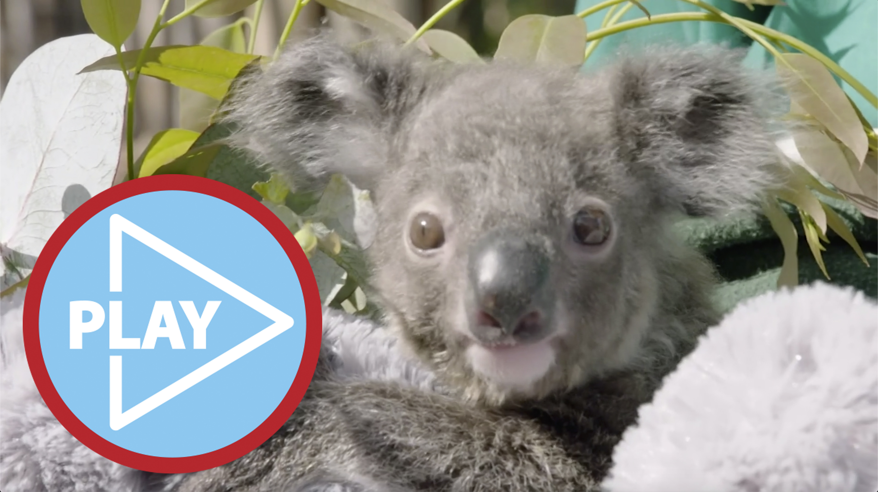 Best Koala Care Anywhere | God's World News