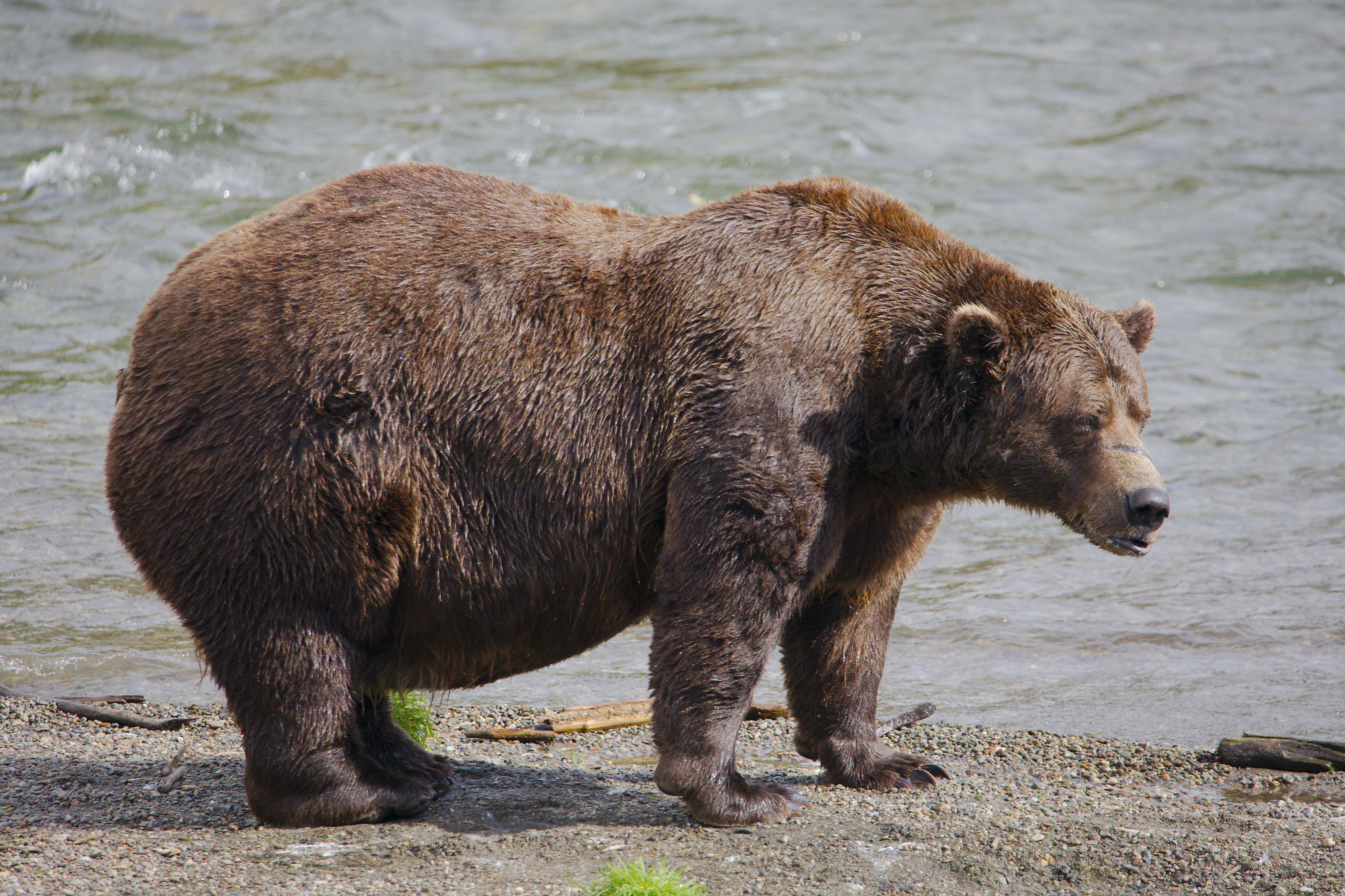 Fat Bear Contest Winner | God's World News