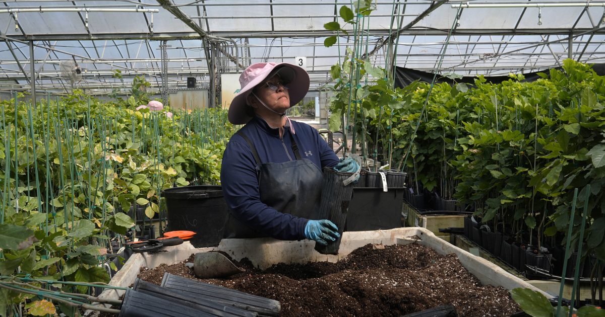 Goodbye, Oranges. Hello, Beans? | God's World News