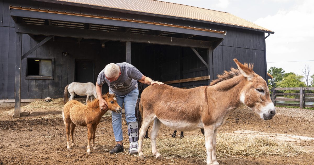 Everywhere a Mini-Moo, Baa, Oink | God's World News