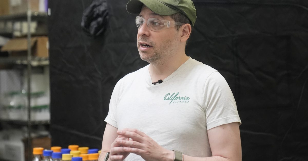 Chocolate Lab | God's World News