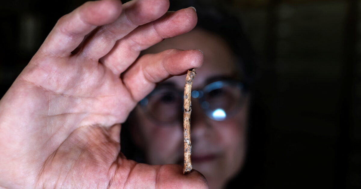 Tweet like a bird. | God's World News