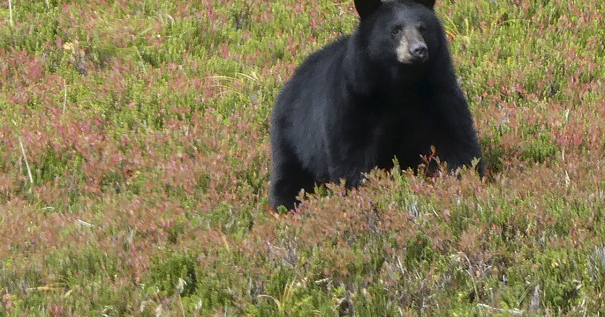 Fuzzy Farmers | God's World News