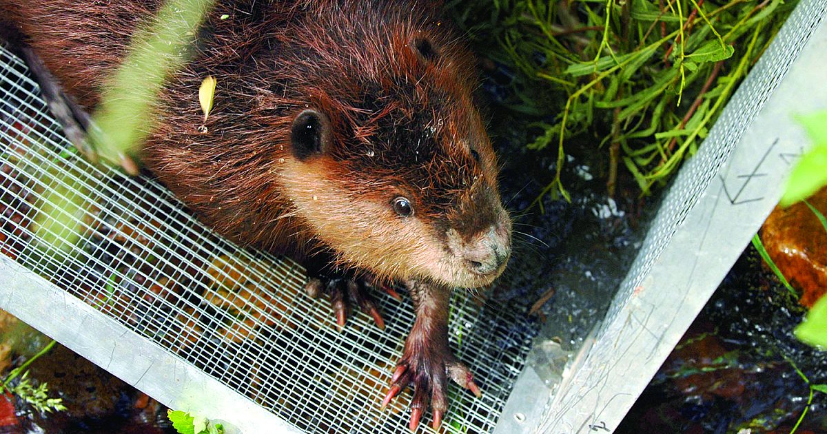 Beavers keep fires out. | God's World News