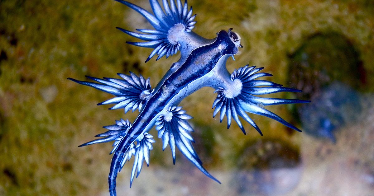 Watch out for blue dragons! | God's World News