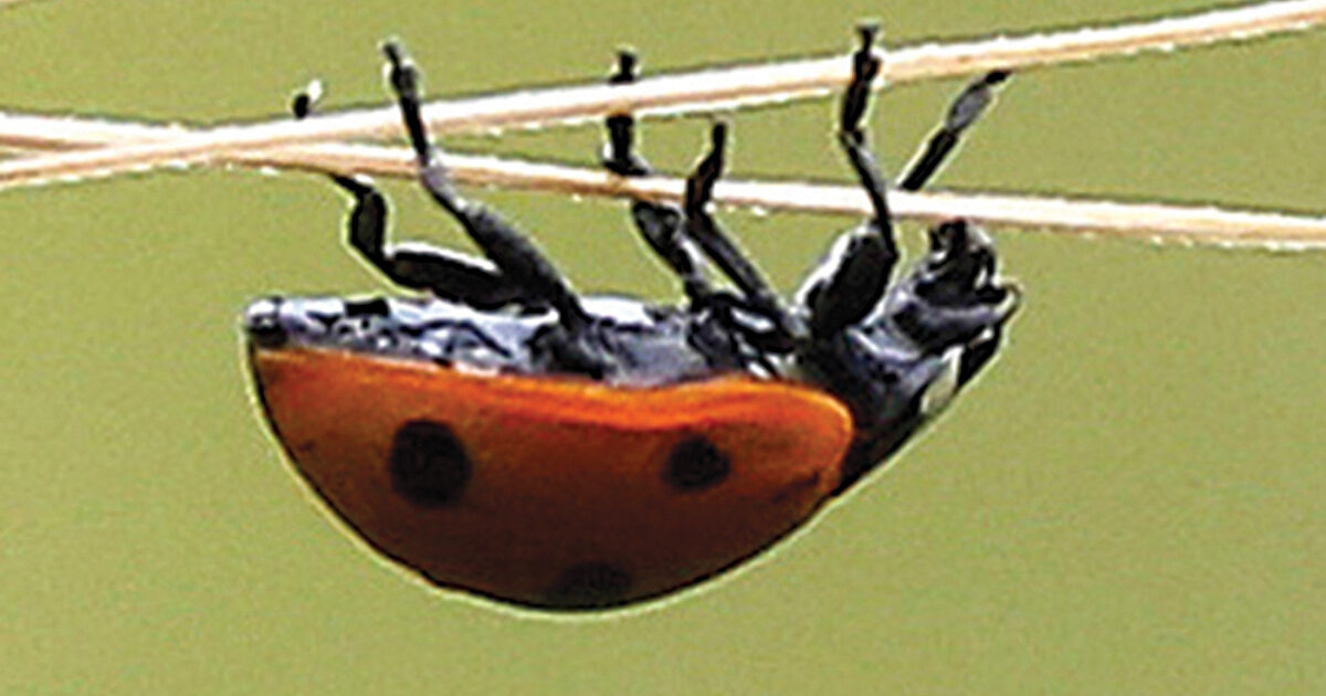 Bugs: You Need ‘Em! | God's World News