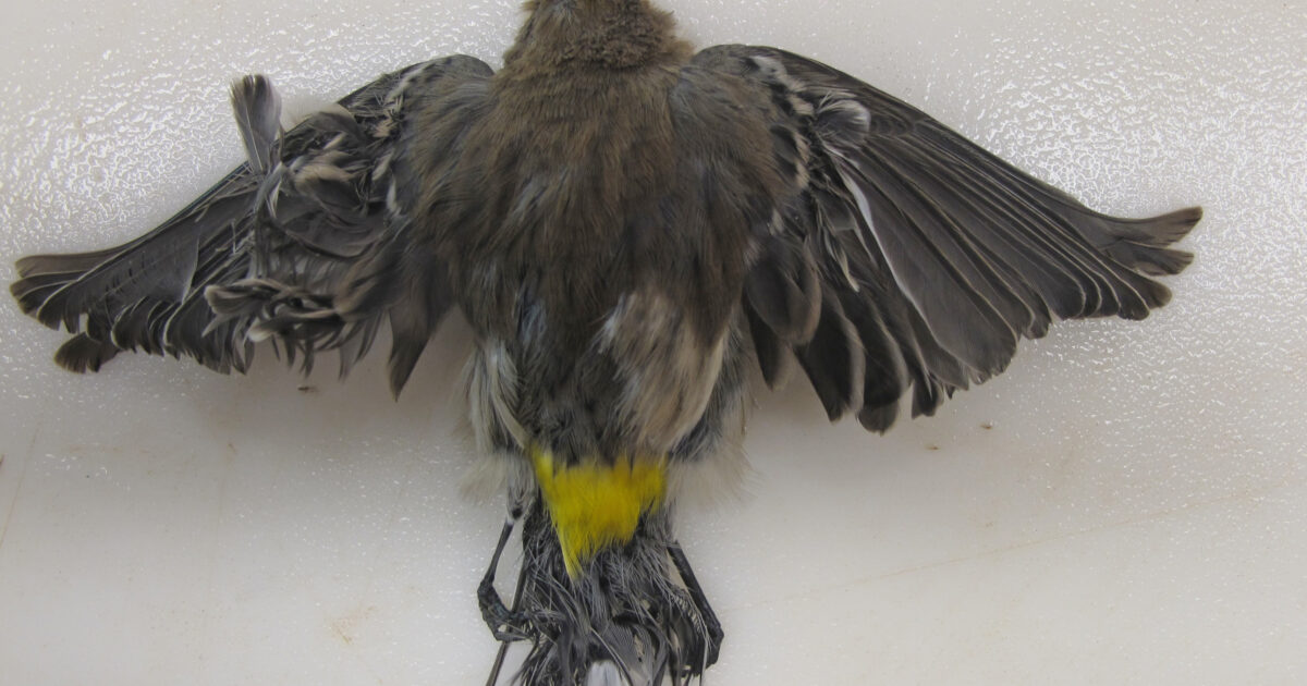 Bird Rockets | God's World News