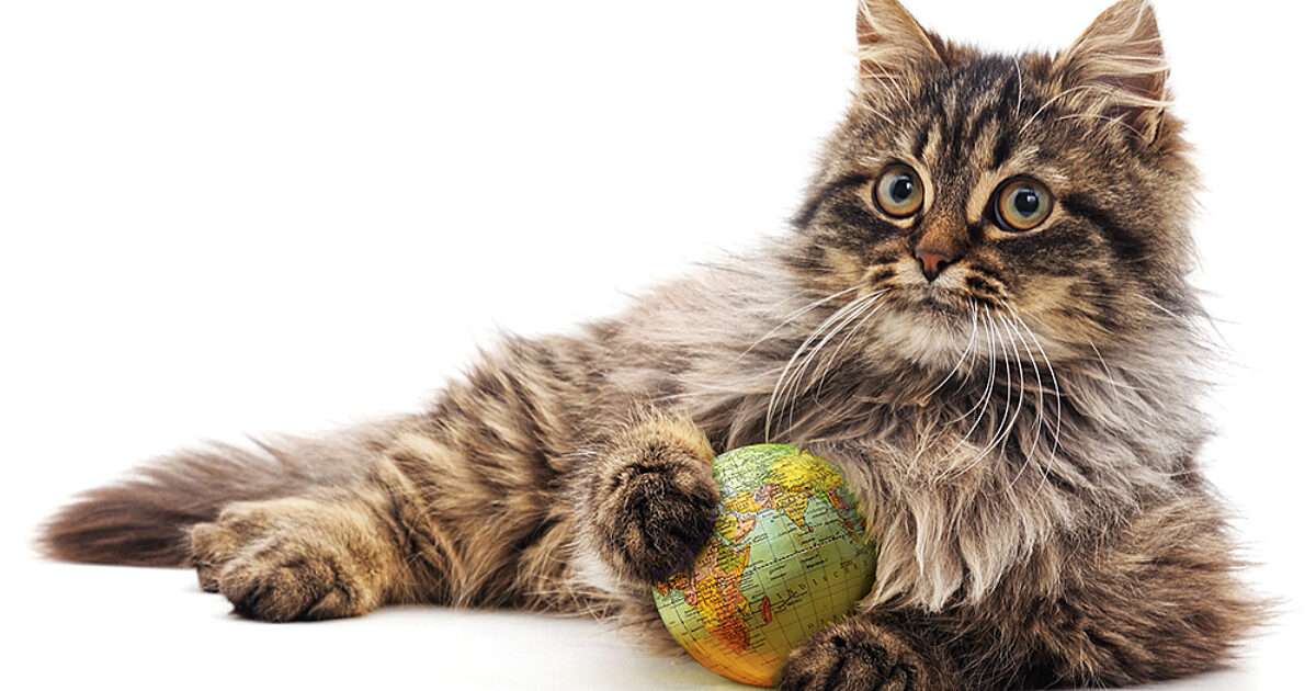 Cat Takeover | God's World News