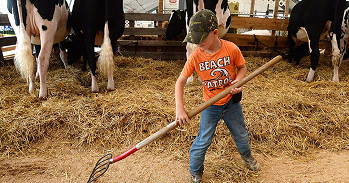 Lessons from Backyard Beef | God's World News