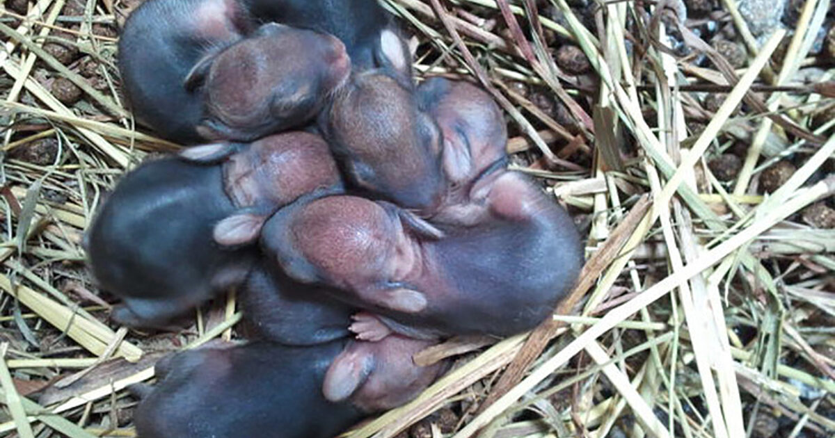 Cottontails in Captivity: Thinking Ahead | God's World News