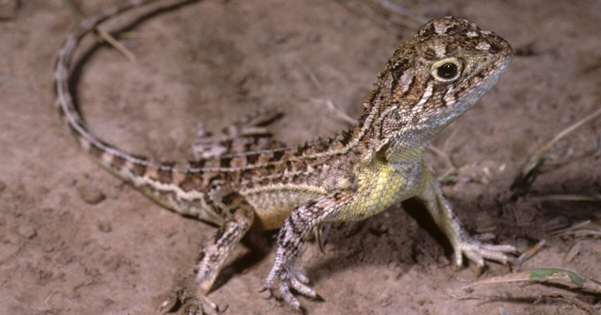 It is alive! | God's World News