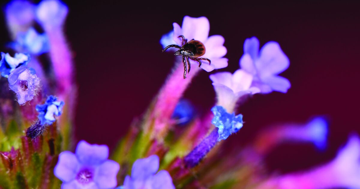 A tick takes a ride. | God's World News